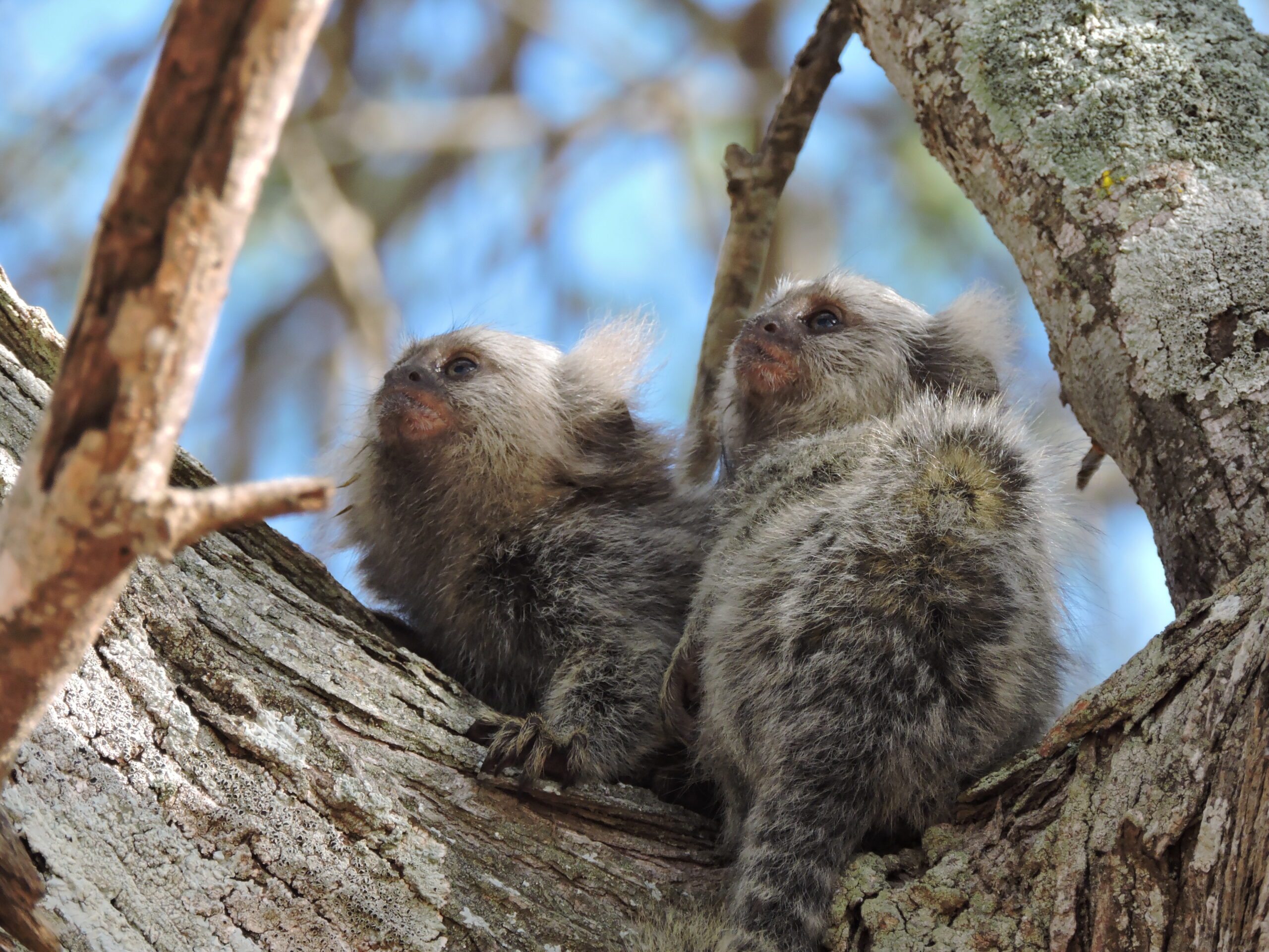 Field School in primate behavior, ecology, and conservation in Brazil ...